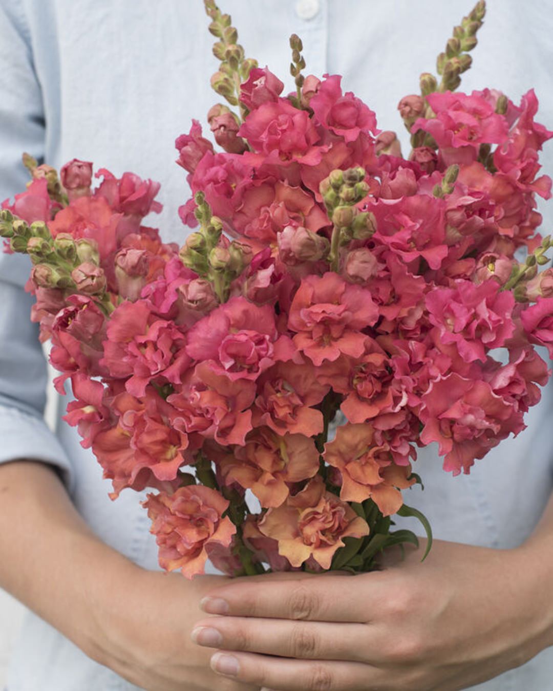 Snapdragon 'Madame Butterfly Bronze' | Petal Back Farm