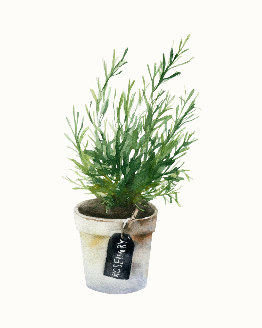 Rosemary, Primed | Petal Back Farm