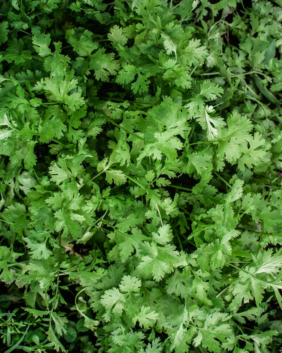 Cilantro 'Cruiser' | Petal Back Farm