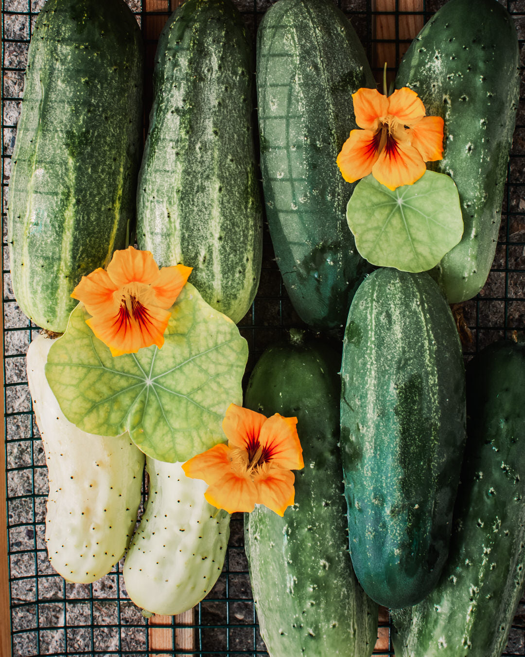 Cucumber 'Super Max' | Petal Back Farm