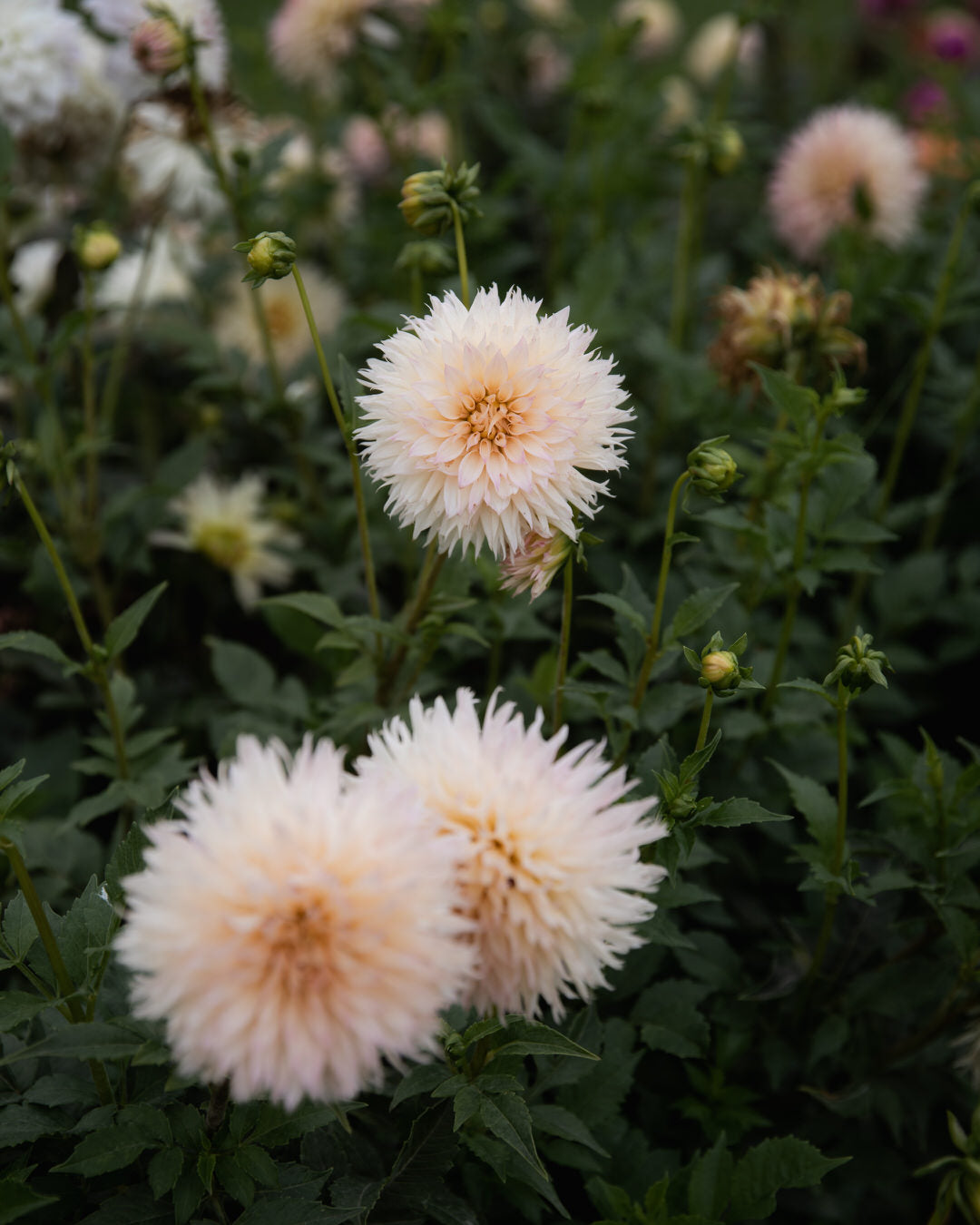 Dahlia Alauna Millipiques Petal Back Farm