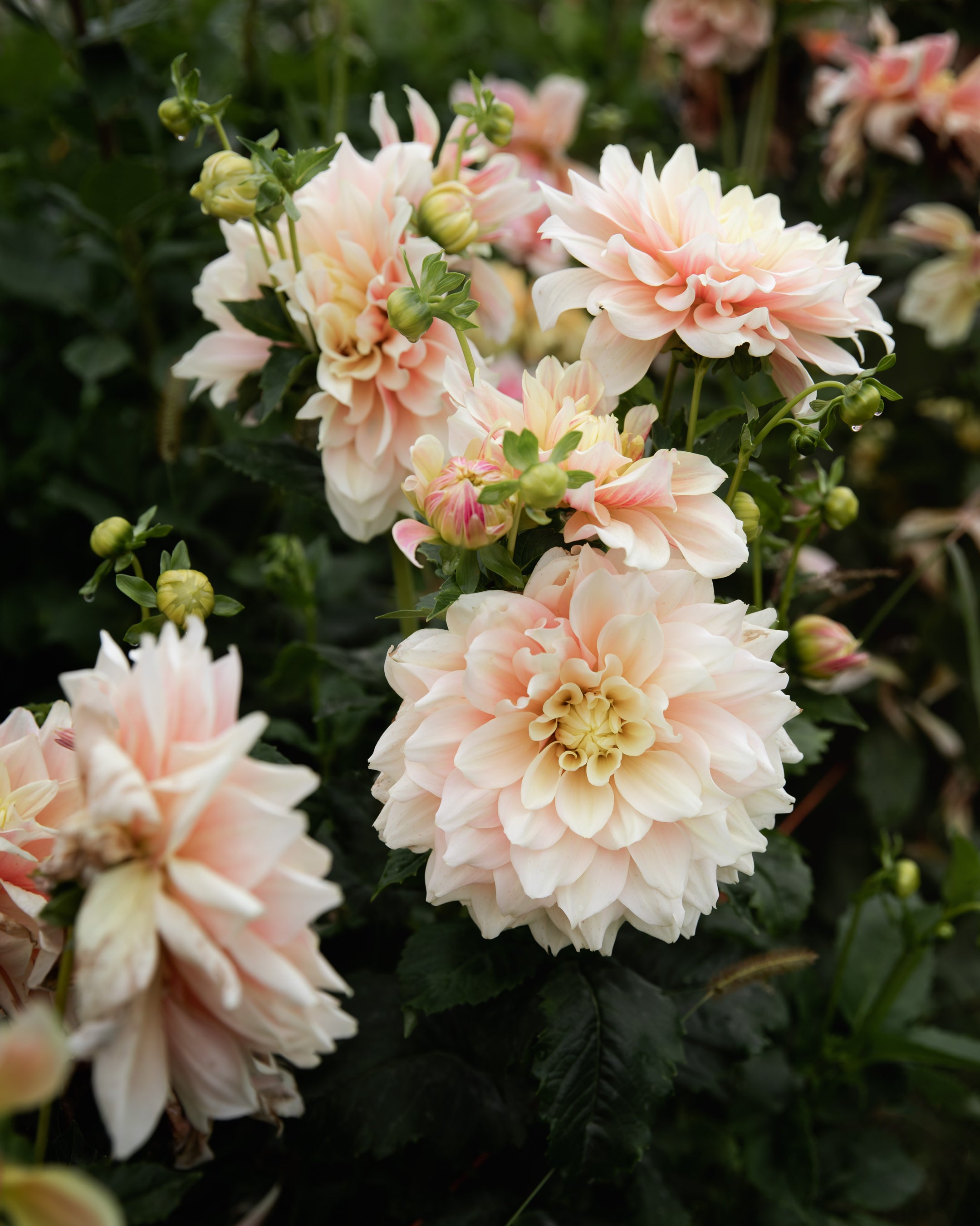 Dahlia Break Out | Petal Back Farm