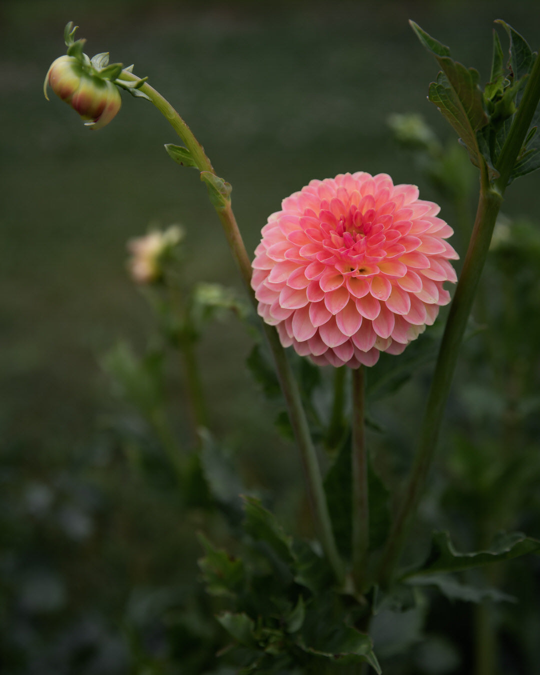 Dahlia Hillcrest Suffusion | Petal Back Farm