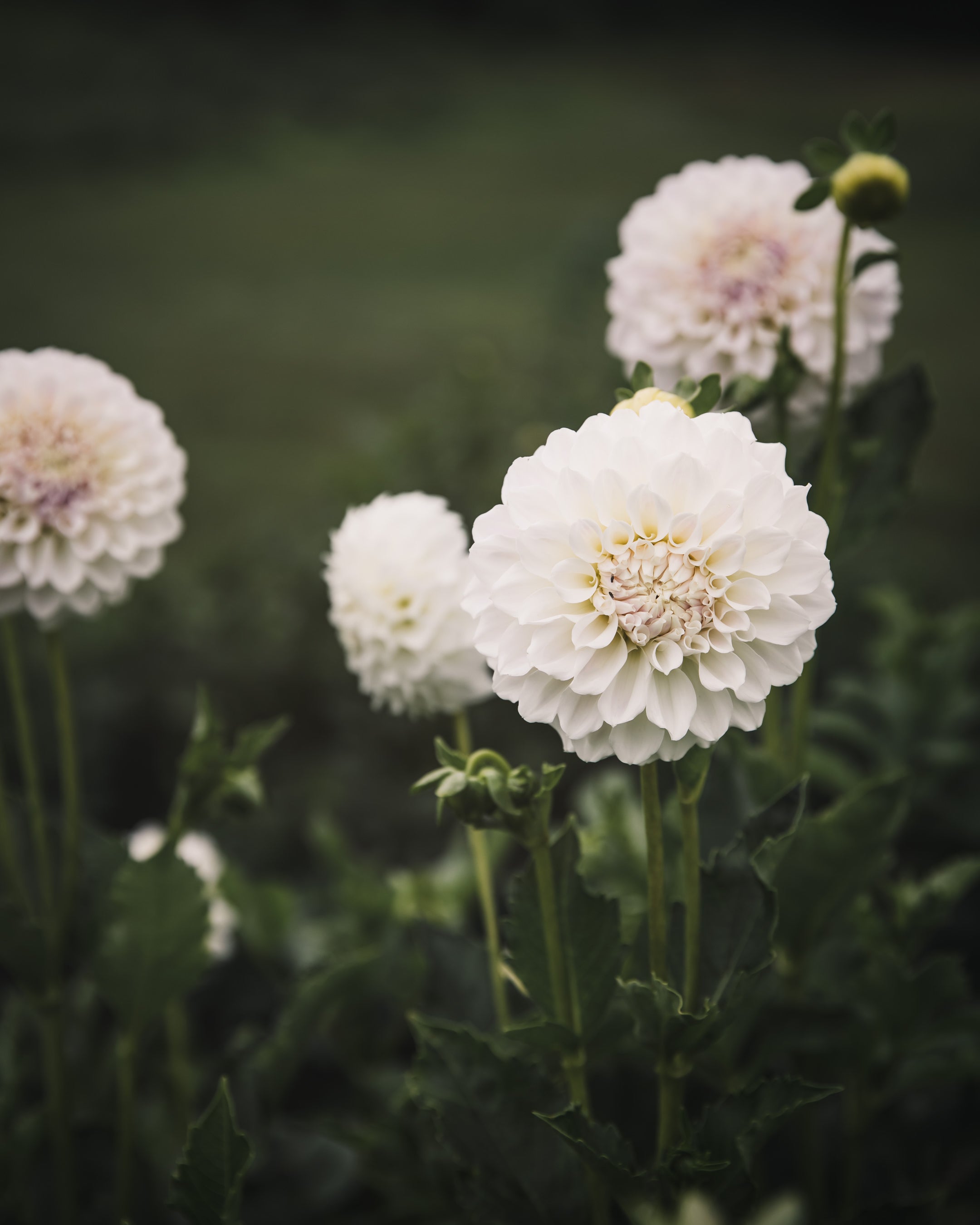 Dahlia Irish Ruffles | Petal Back Farm