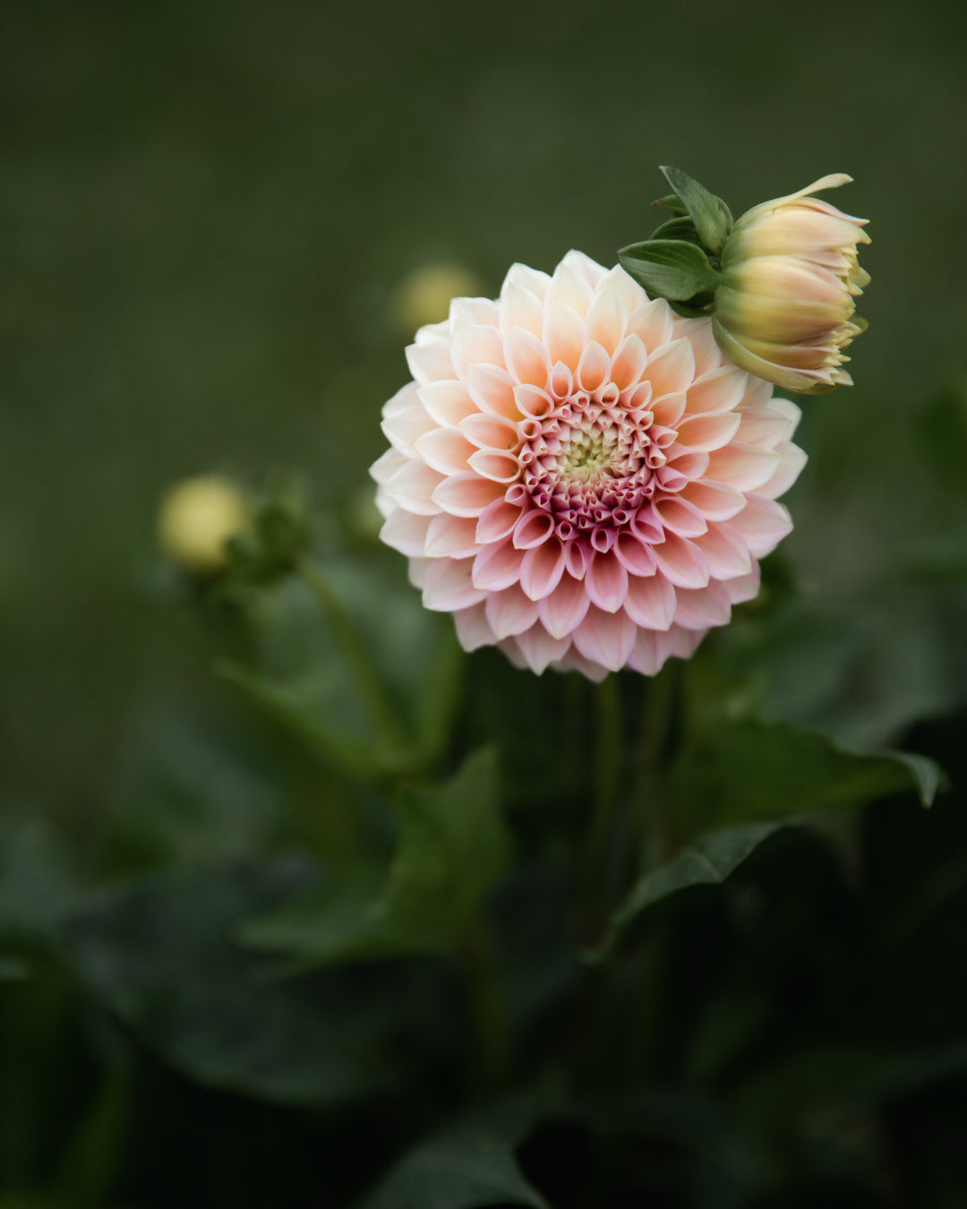 Dahlia Rock Run Ashley (LIMIT 1) | Petal Back Farm