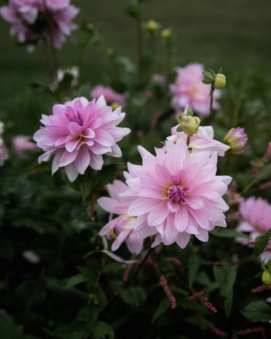 Dahlia Unicorn Dreams | Petal Back Farm