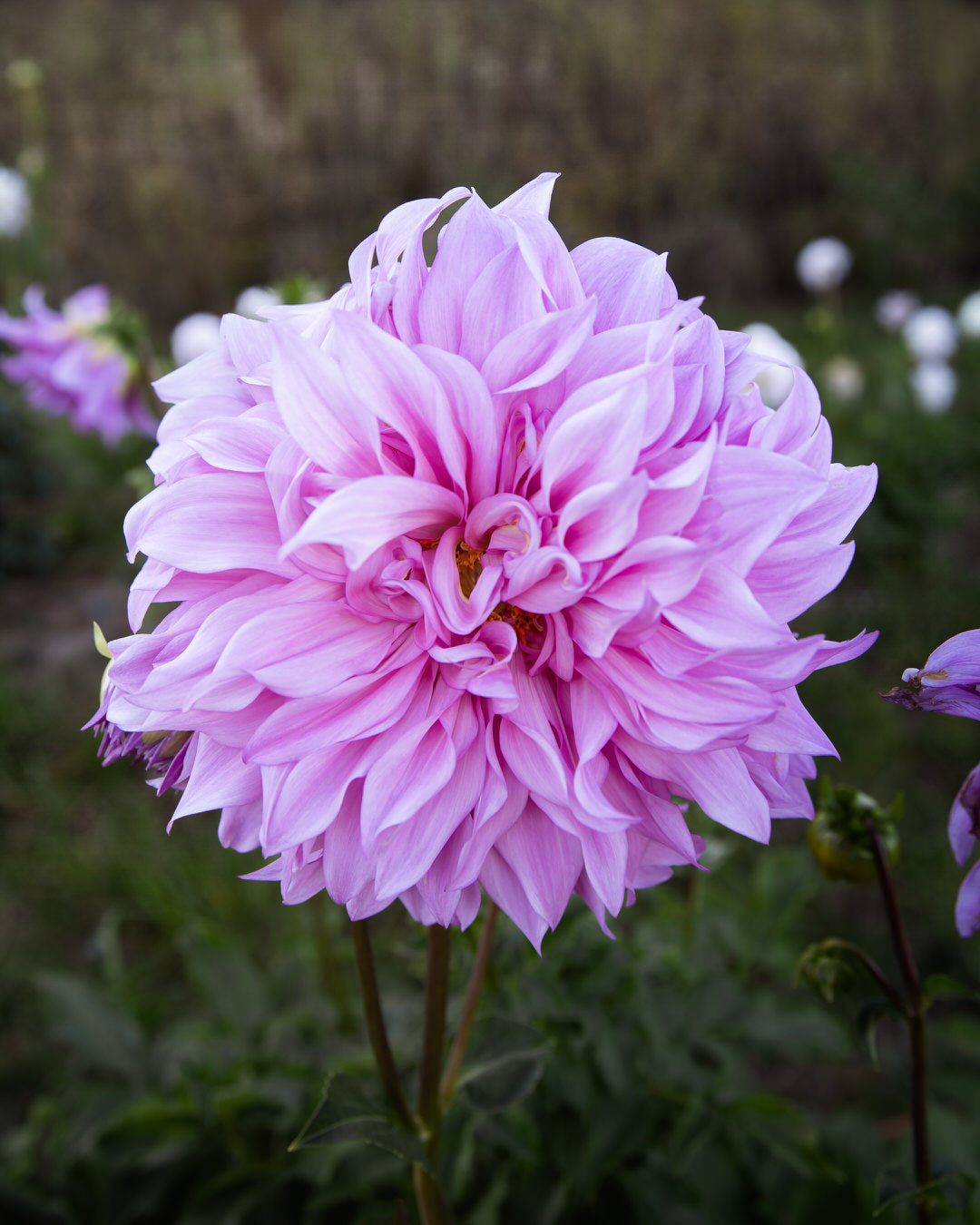 Dahlia Vassio Meggos | Petal Back Farm