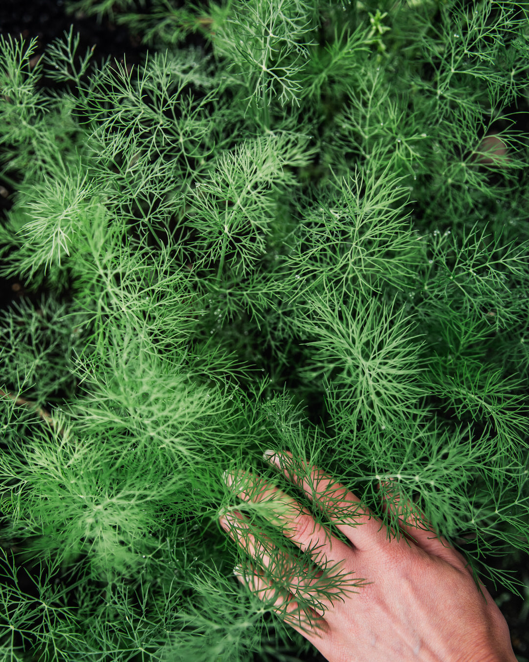 Dill 'Bouqet' | Petal Back Farm