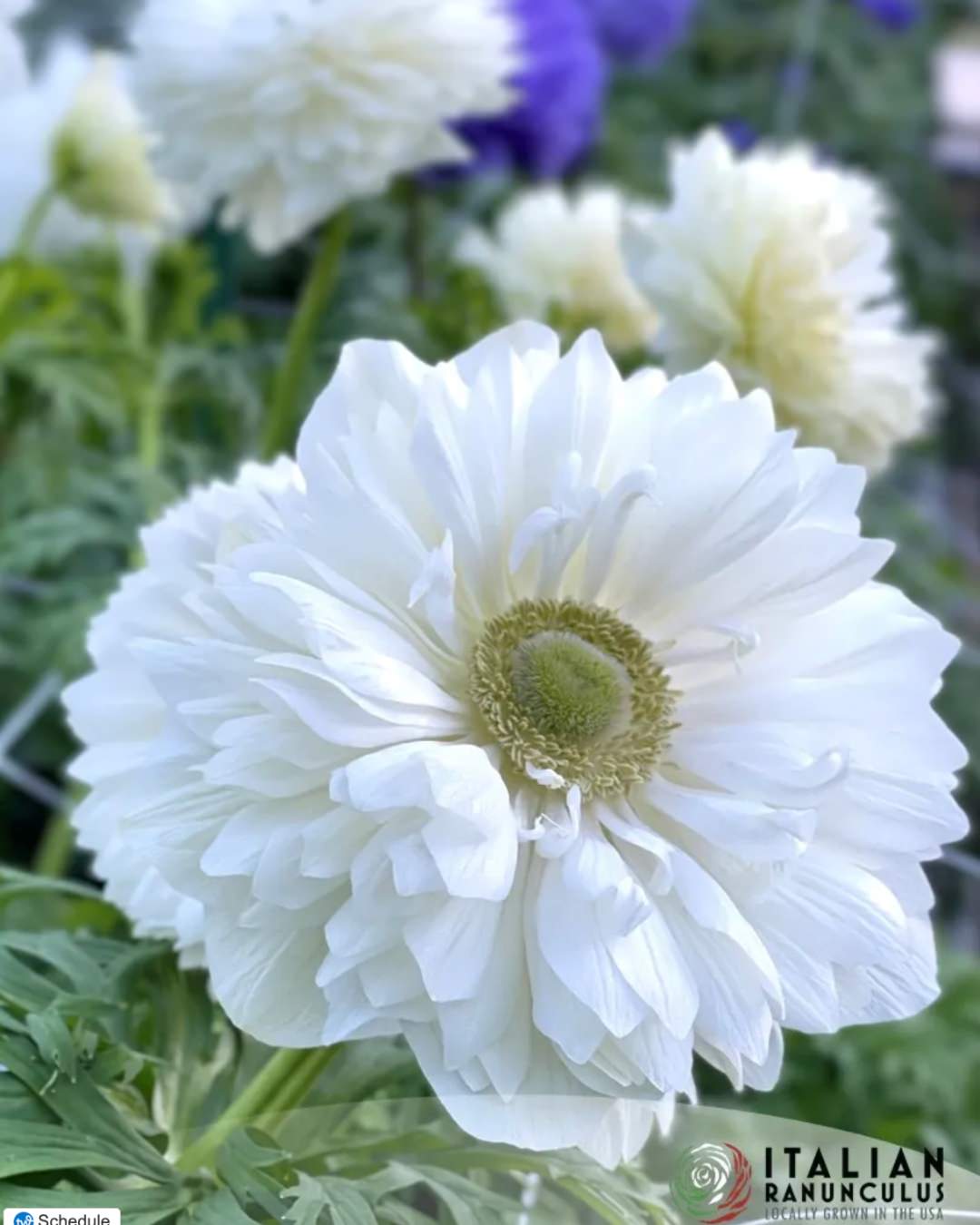 Anemone Italian Levante Bianco® | Petal Back Farm