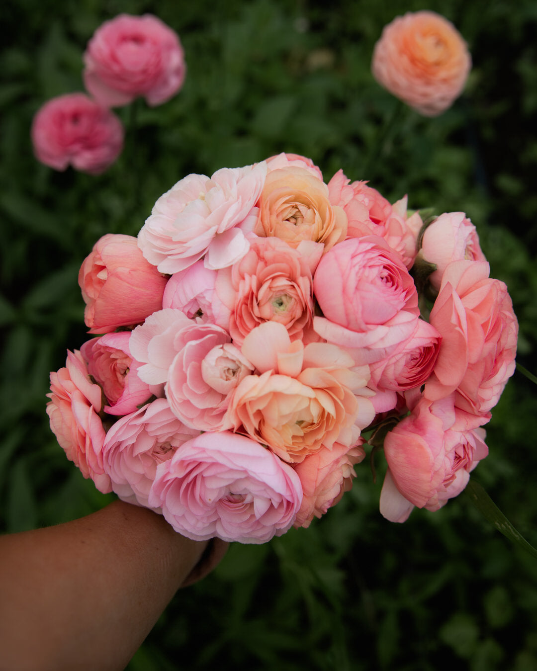 Ranunculus Italian Elegance Pastello® | Petal Back Farm