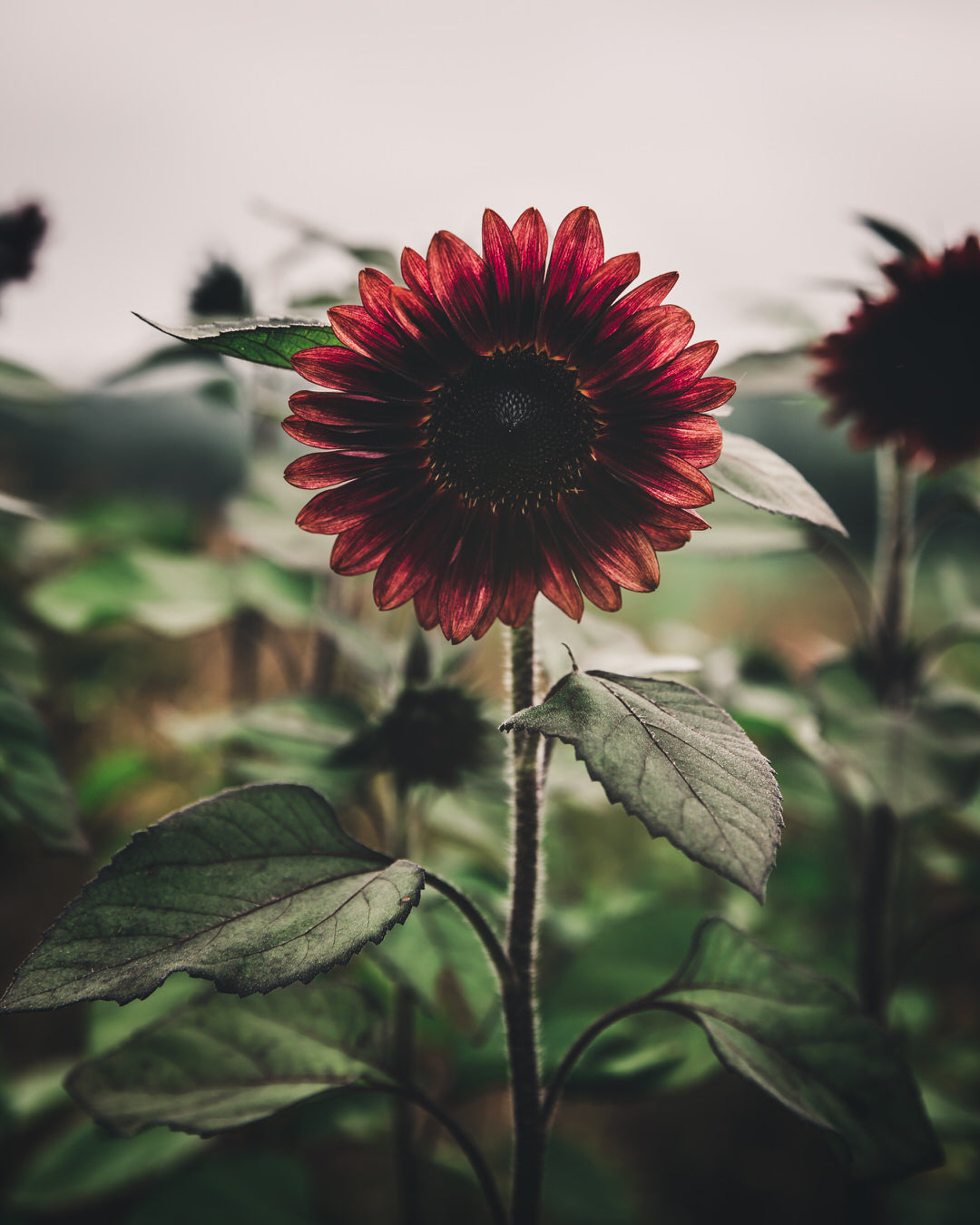 Sunflower 'ProCut® Red' | Petal Back Farm