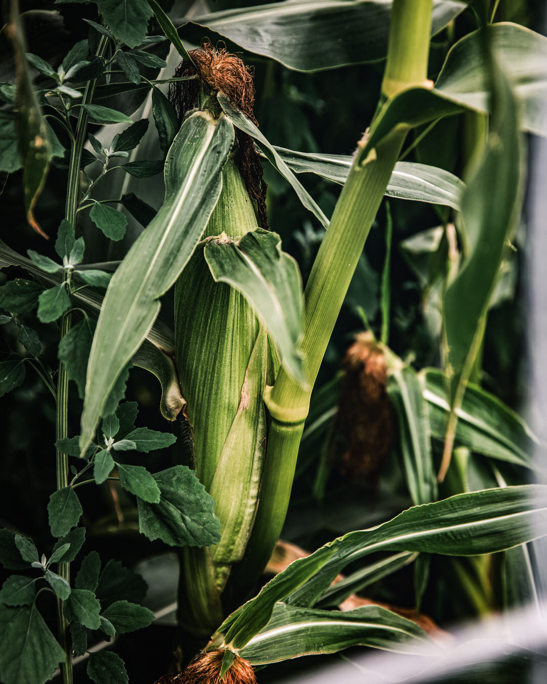 Corn 'Signature XR' | Petal Back Farm